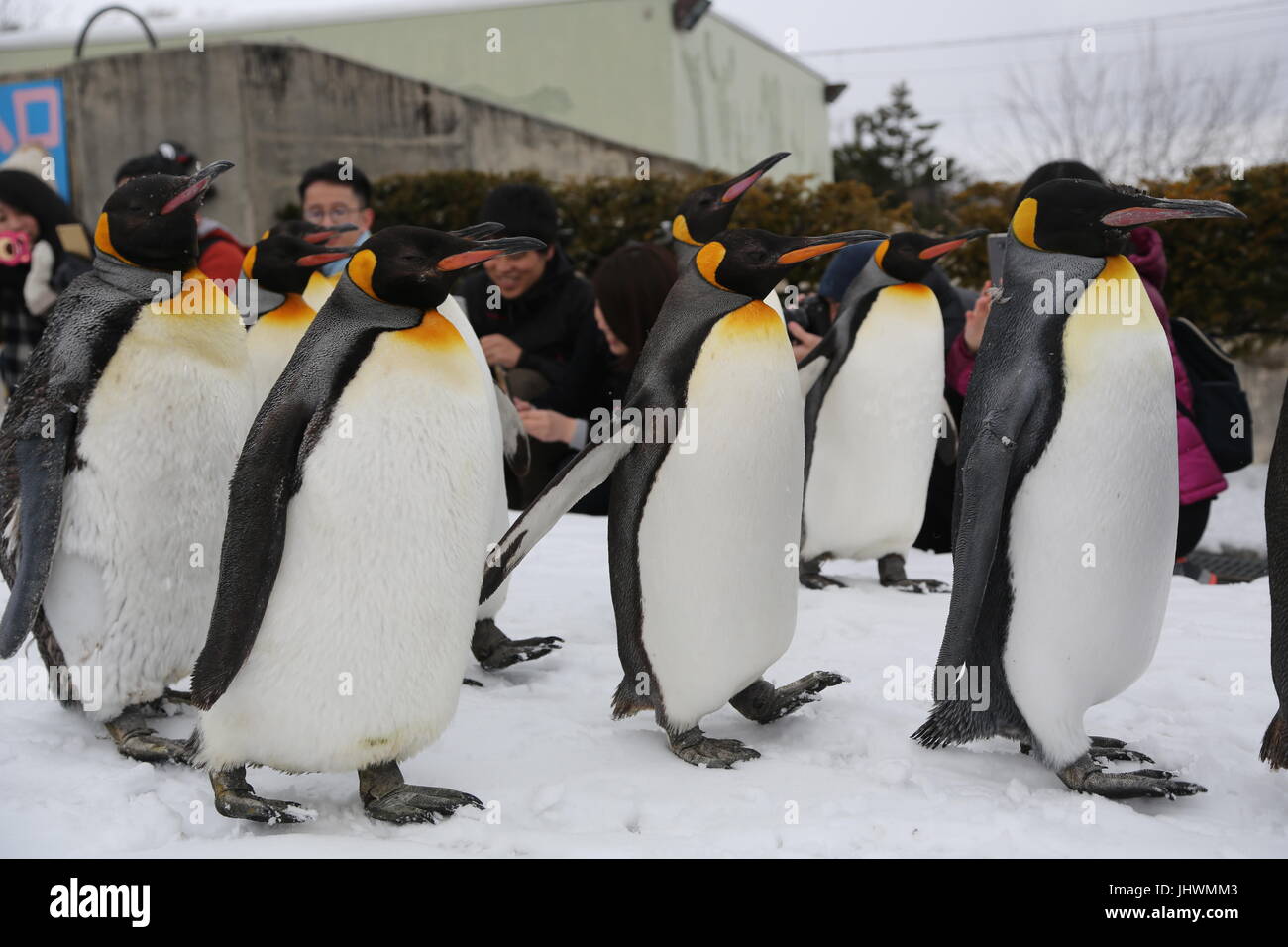 Penguins in Asahikawa zoo, Japan Stock Photo - Alamy