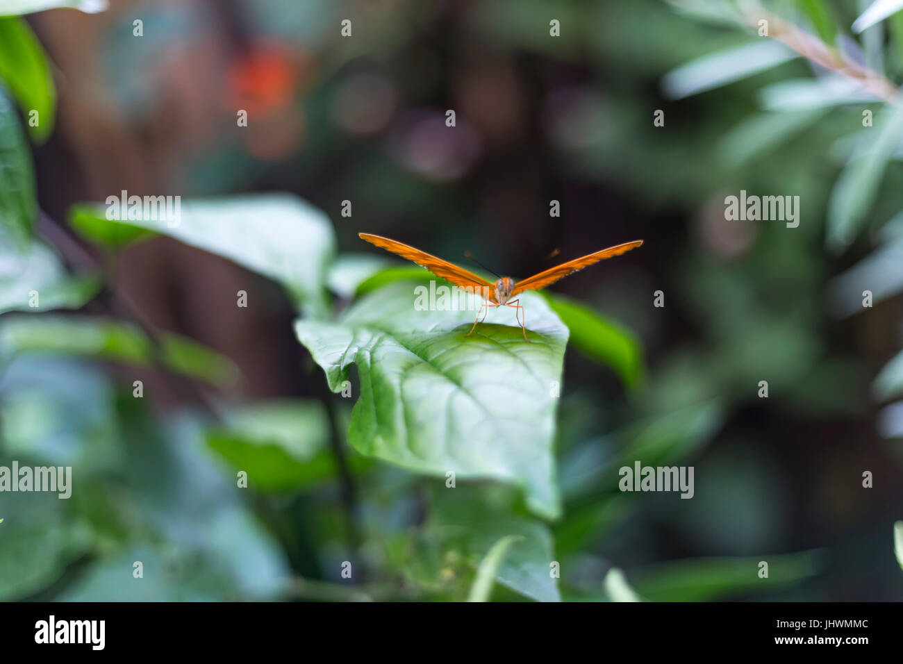 Orange butterfly spreading its wings on a green leaf Stock Photo - Alamy