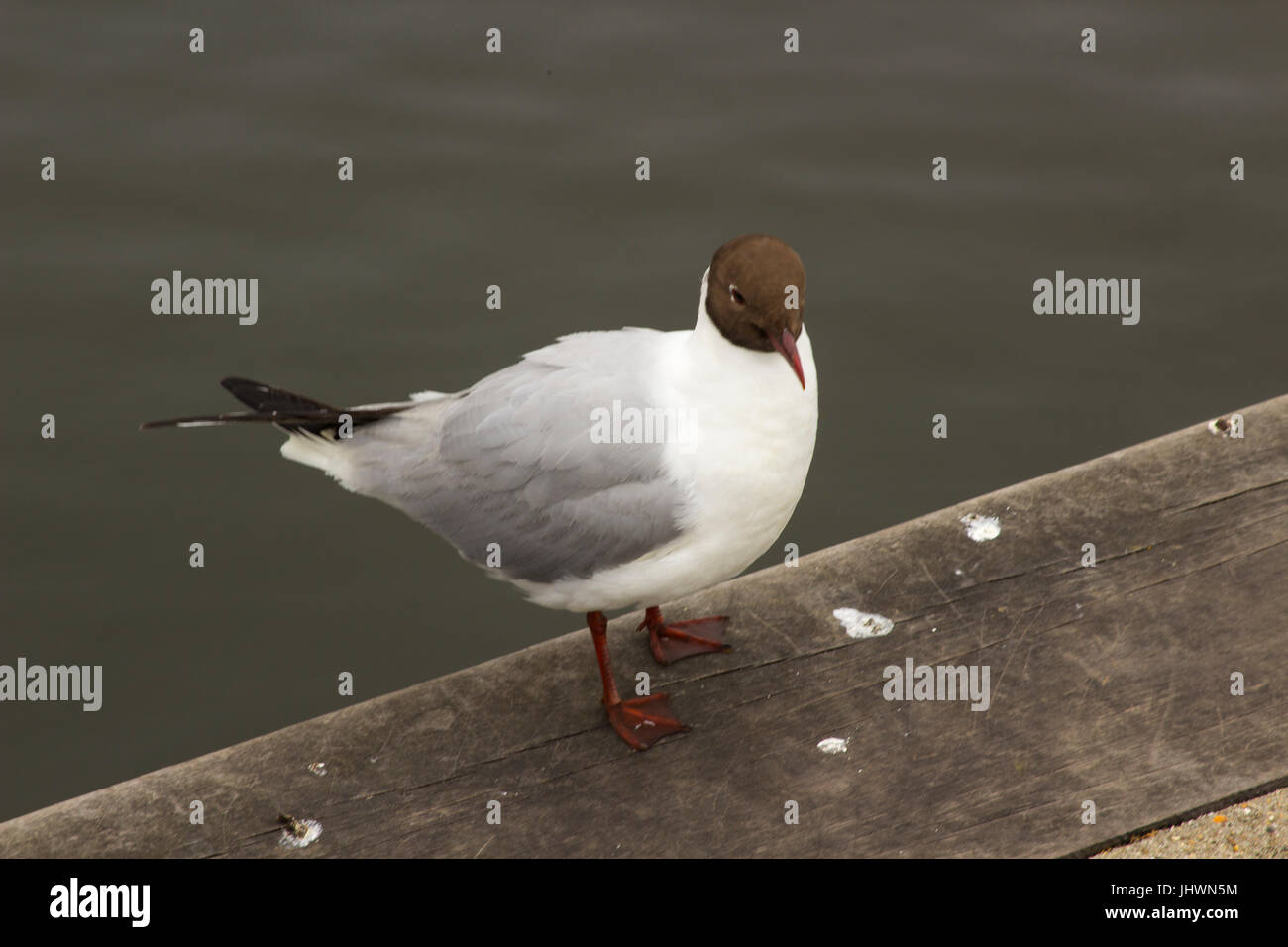A common black headed gull with its distinctive markings and red legs ...