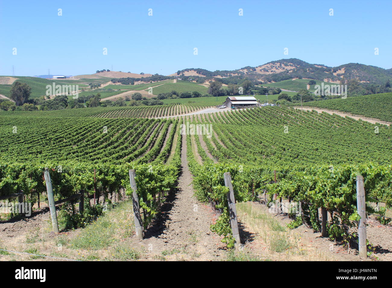 Los Carneros John Anthony Family Wines Buys Napa Carneros Vineyard