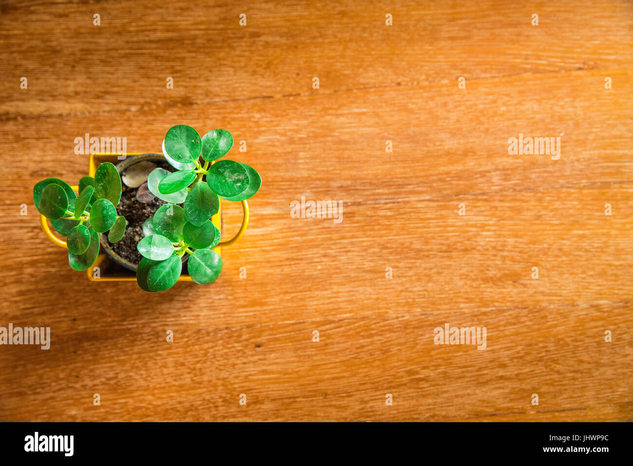 Table top view of small tree on brown wood with window light Stock ...