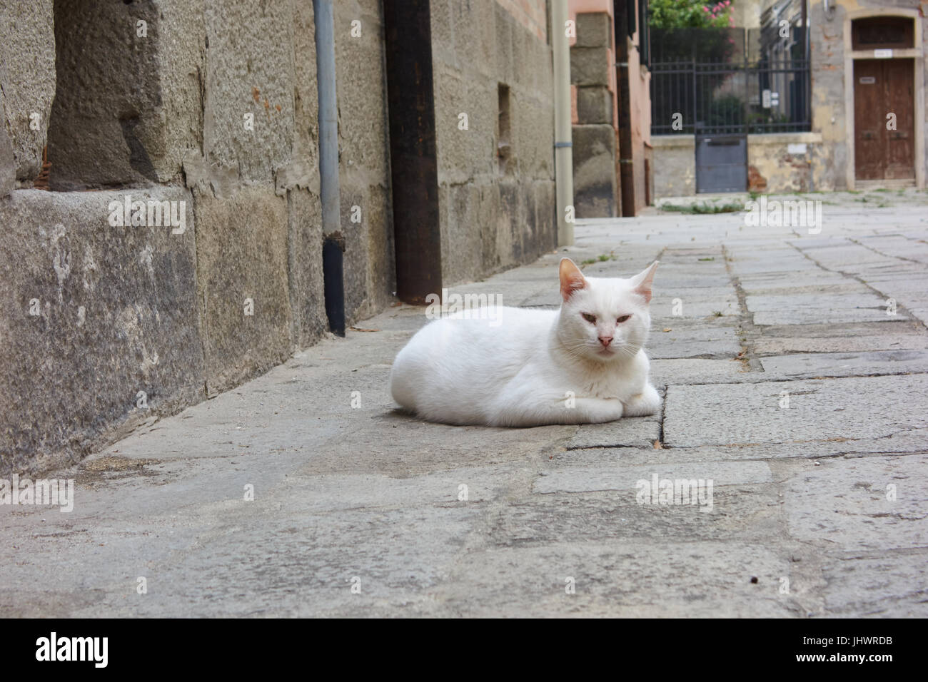 Venice cat hi-res stock photography and images - Alamy