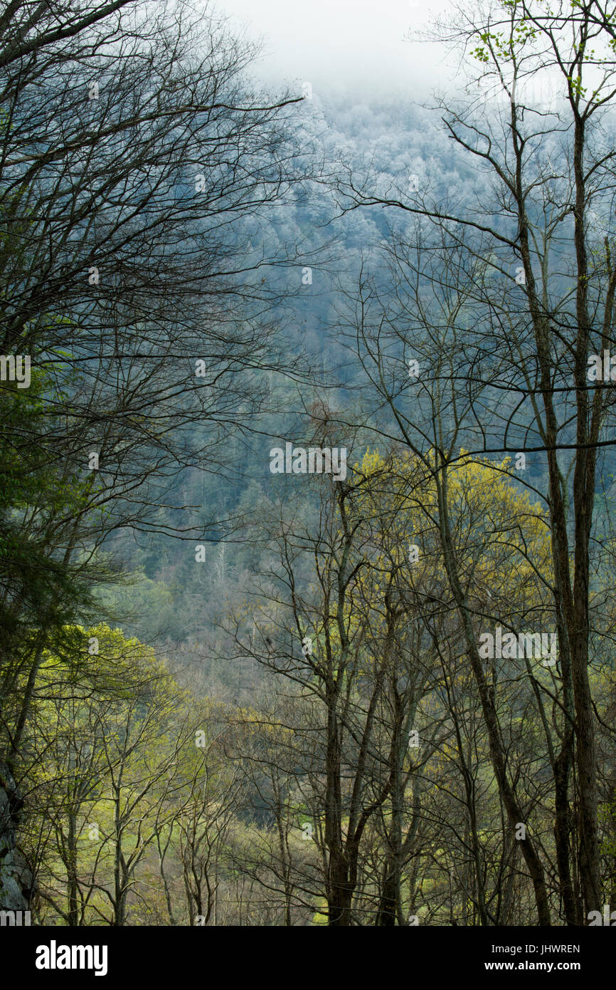 Spring in the Great Smoky Mountains National Park, TN Stock Photo - Alamy