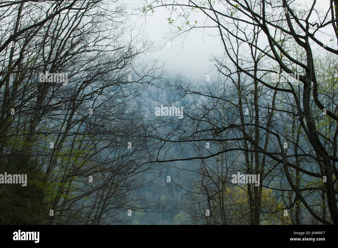 Spring in the Great Smoky Mountains National Park, TN Stock Photo - Alamy