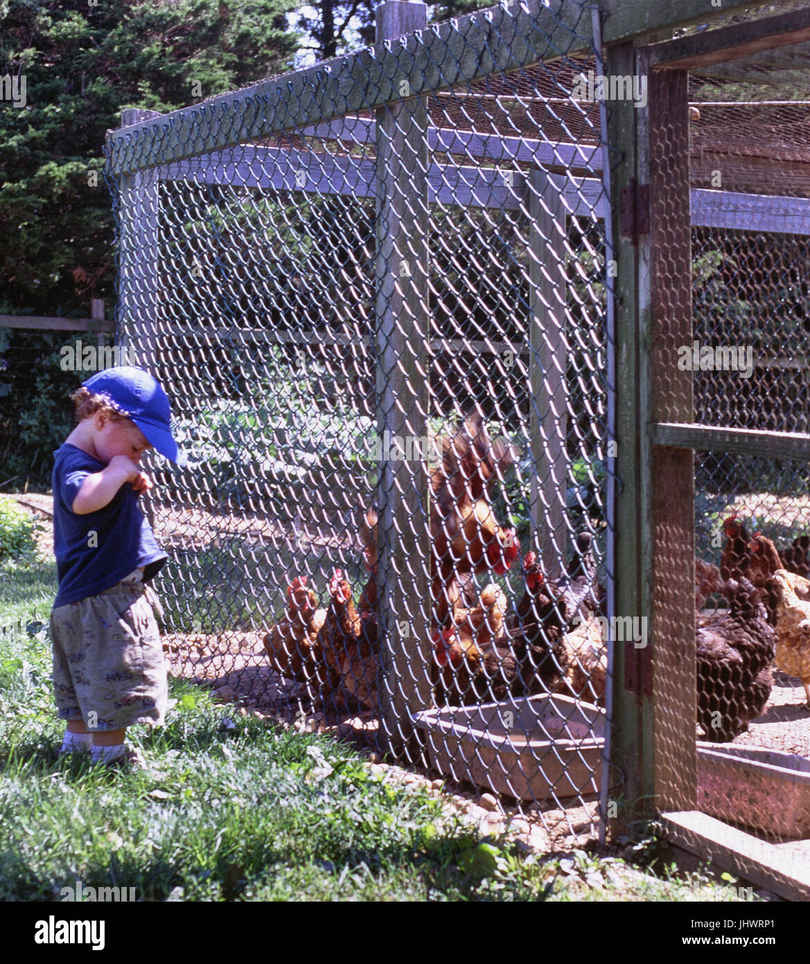 Male chickens hi-res stock photography and images - Alamy