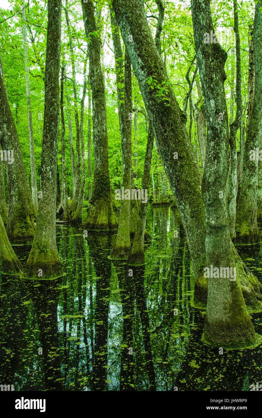 Cypress Swamp on the Natchez Trace in Mississippi Stock Photo - Alamy