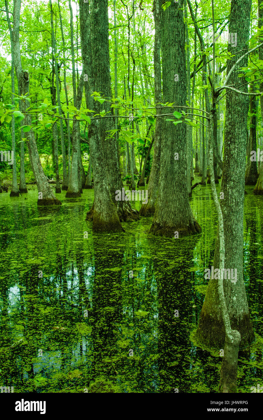 Mississippi swamp road hi-res stock photography and images - Alamy