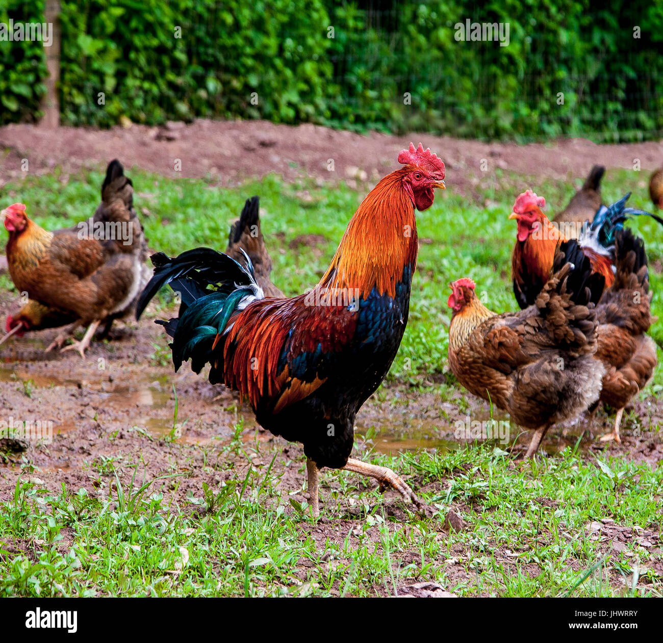 Welsummer Roosters, color plumage walk on grass with chickens ...
