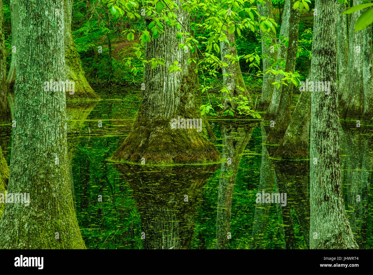 Cypress Swamp on the Natchez Trace in Mississippi Stock Photo - Alamy