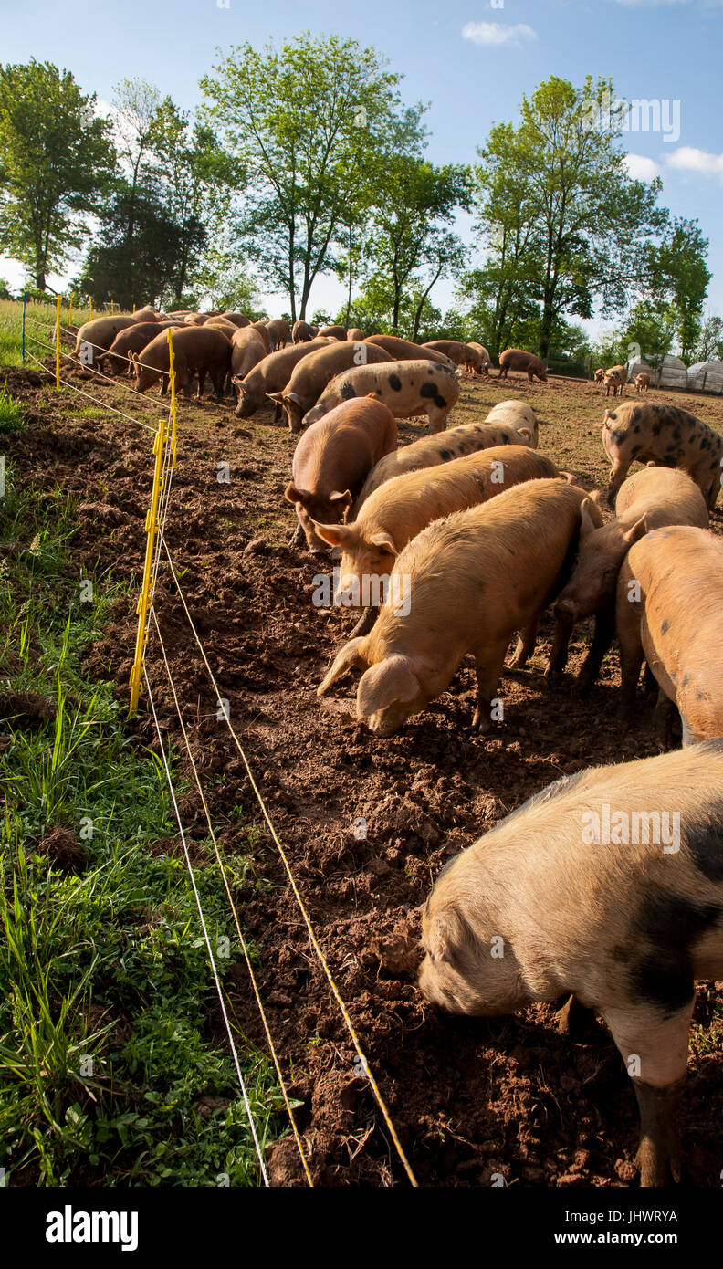 Pig by wire fence hi-res stock photography and images - Alamy