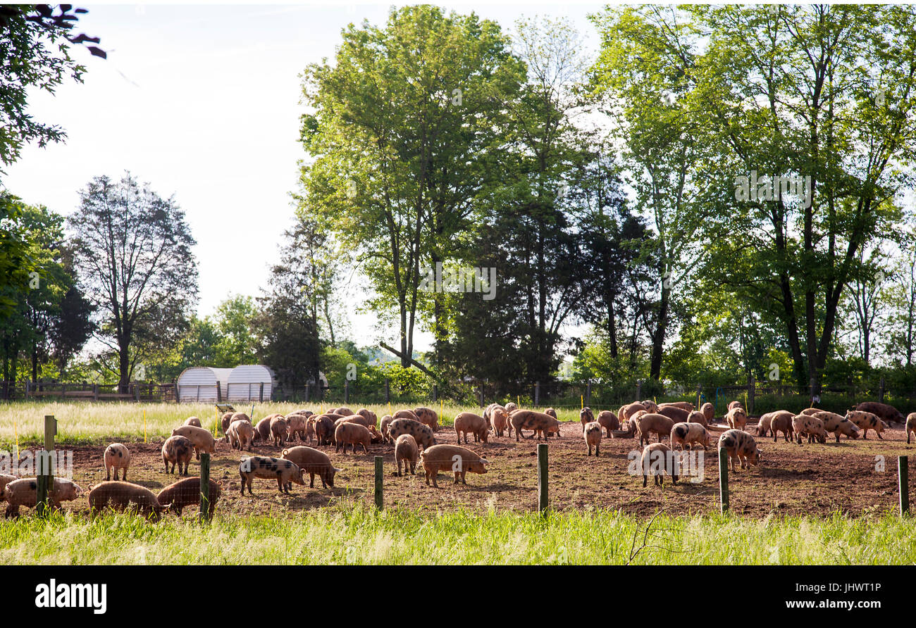 Enclosed farm domestic hi-res stock photography and images - Alamy