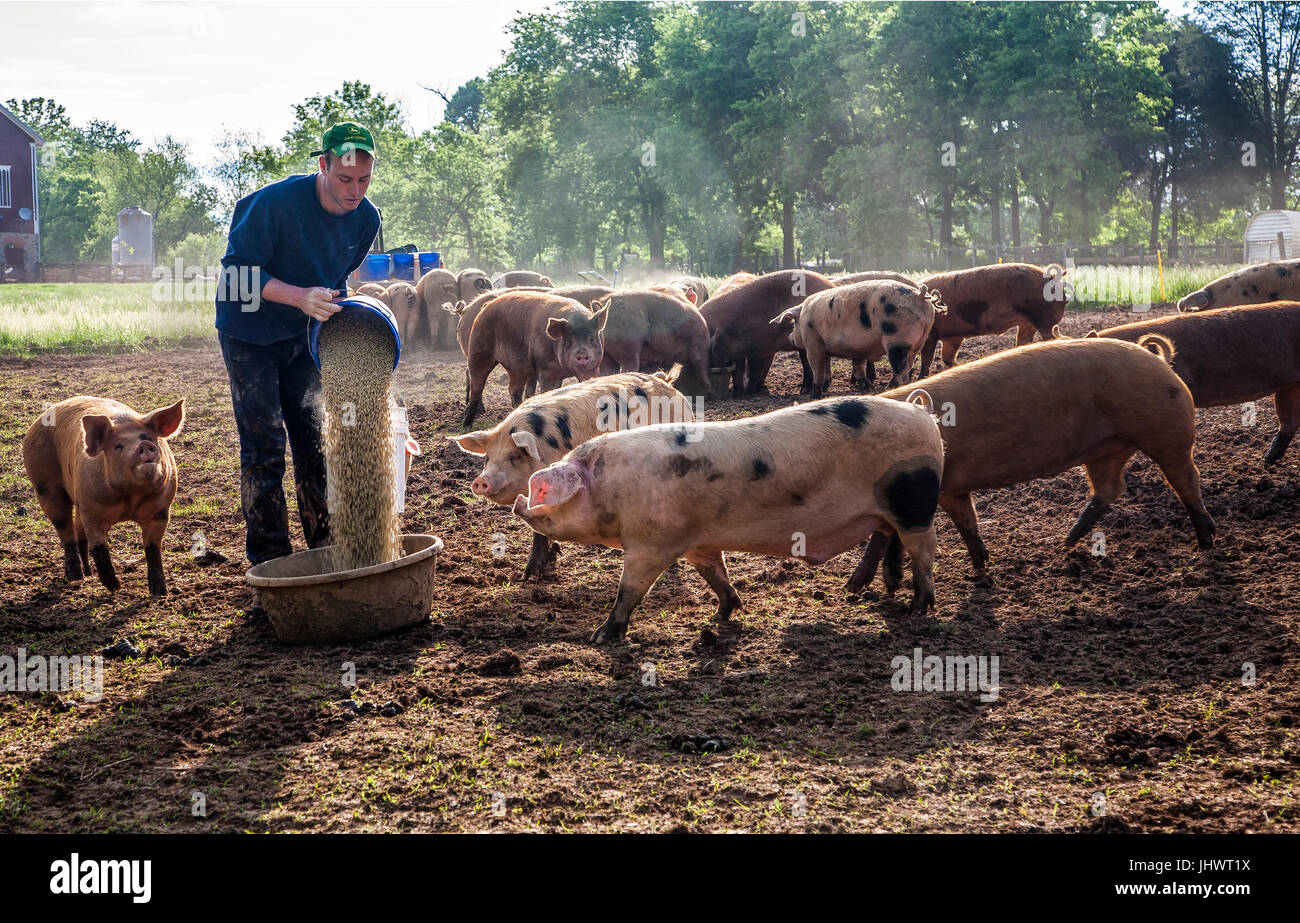 Pigs approach farmer who prepares their feed on small farm Stock Photo ...