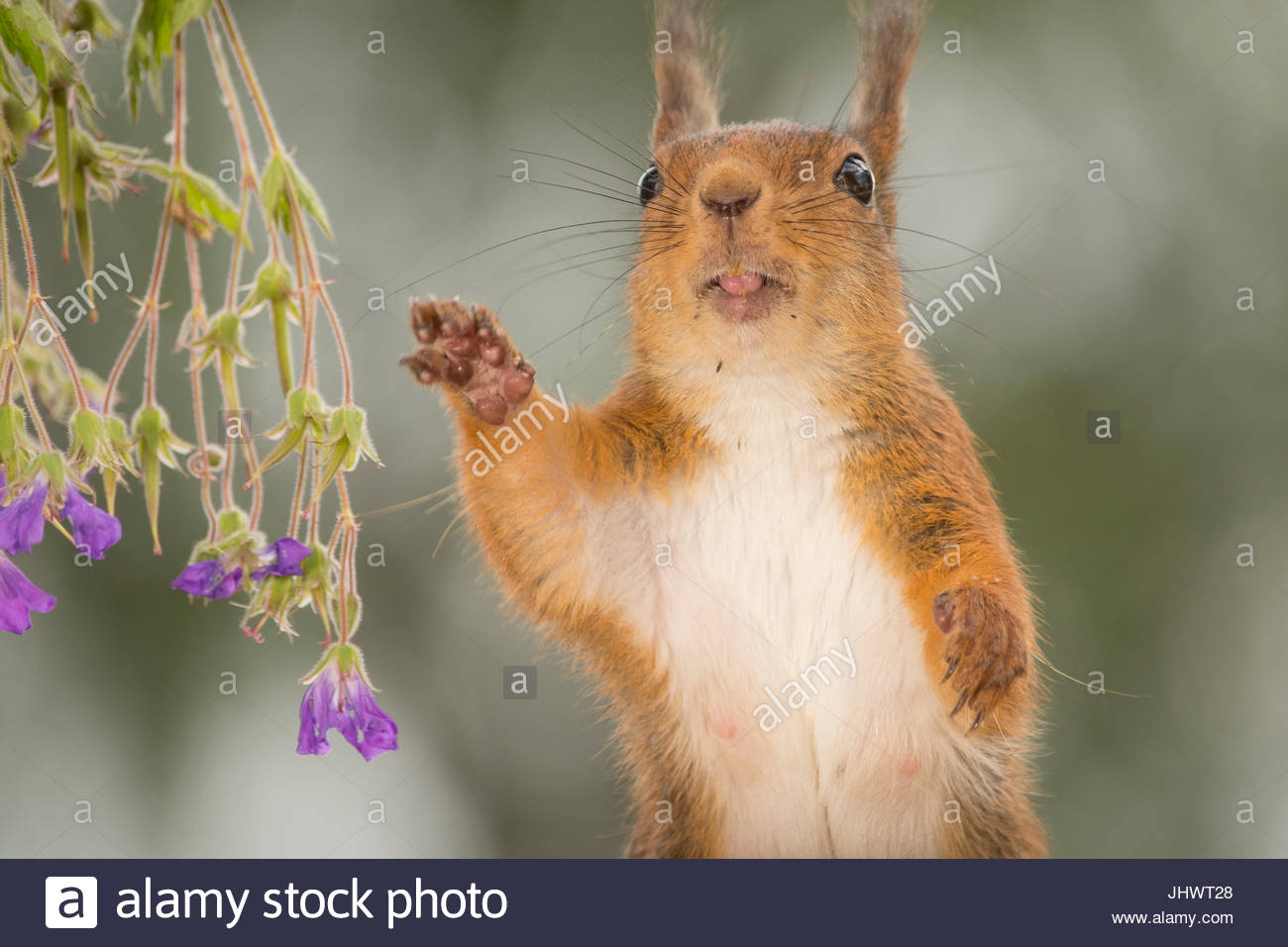 Waving Goodbye Horizontal Stock Photos & Waving Goodbye Horizontal ... Waving Goodbye Horizontal Stock Photos & Waving Goodbye Horizontal ...