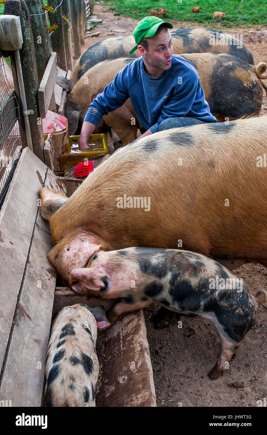 Mother pig and piglets eating and standing in feed trough, on small ...