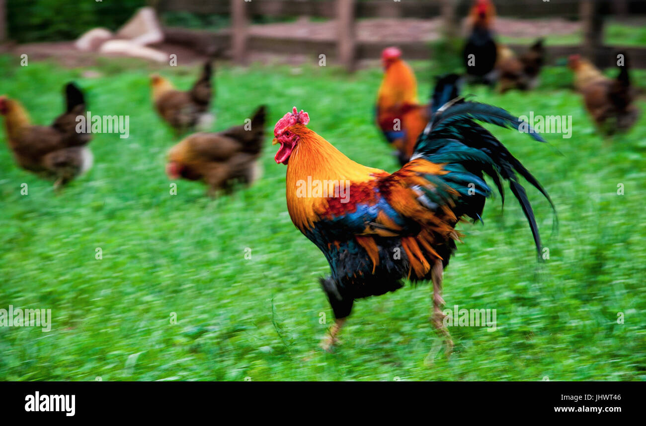 Welsummer Rooster, color plumage walks on grass with chickens ...
