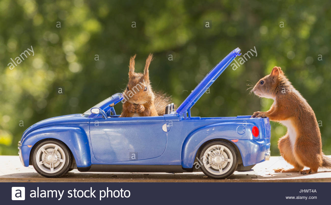 Squirrel Car Funny High Resolution Stock Photography and Images - Alamy