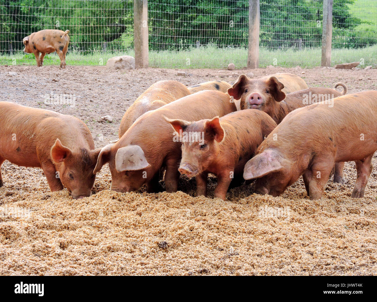 Adorable animals animal hi-res stock photography and images - Alamy