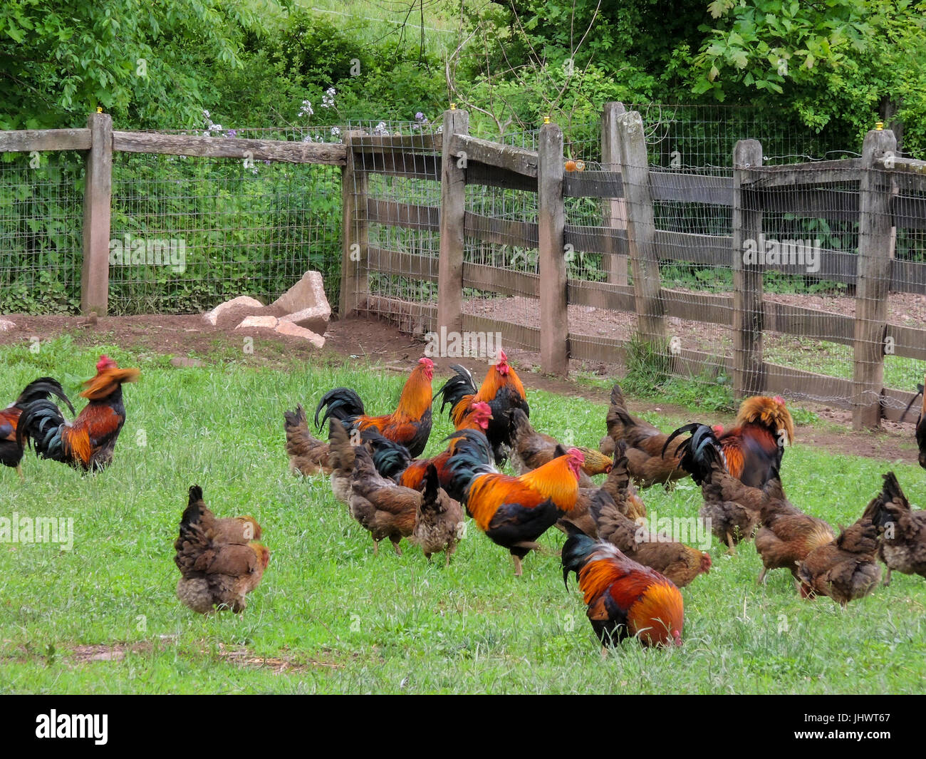 Welsummer Roosters, color plumage walk on grass with chickens Stock ...