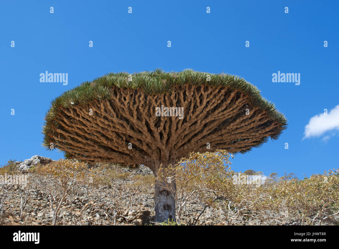Dracaena cinnabari hi-res stock photography and images - Alamy