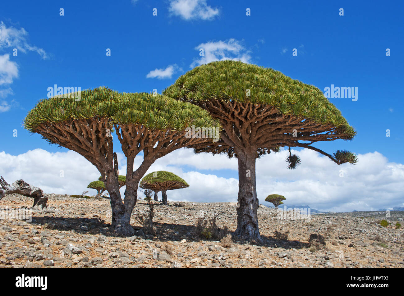 The Dragon Blood trees forest and the canyon of Shibham, protected area ...