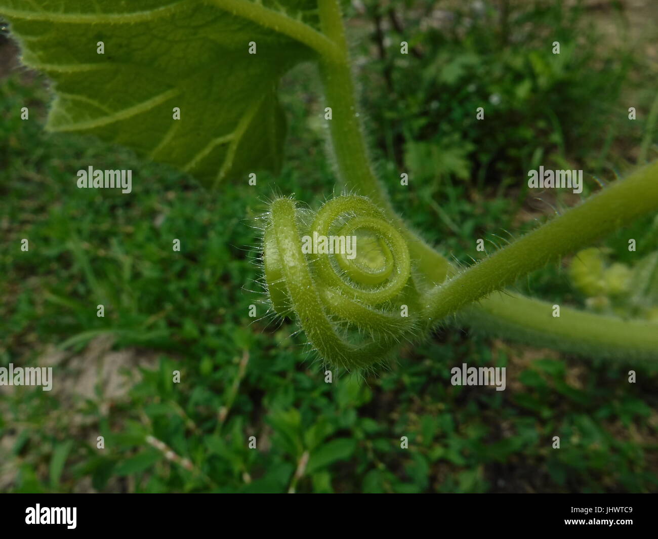 Spiralling plant hi-res stock photography and images - Alamy