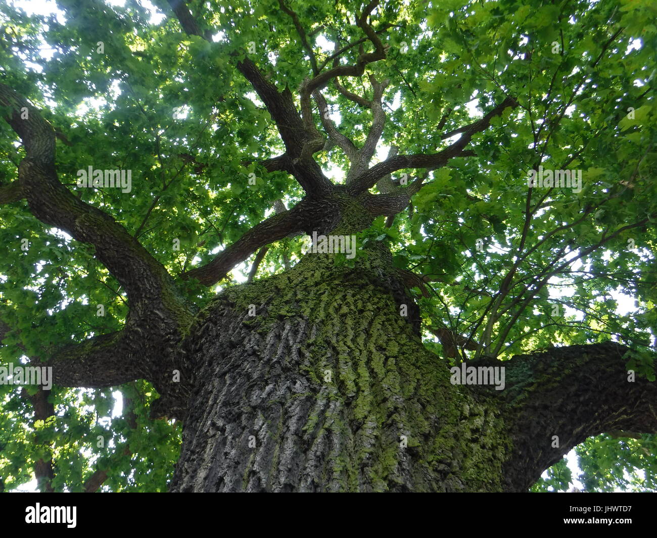 Giant Leafy Tree Stock Photo - Alamy