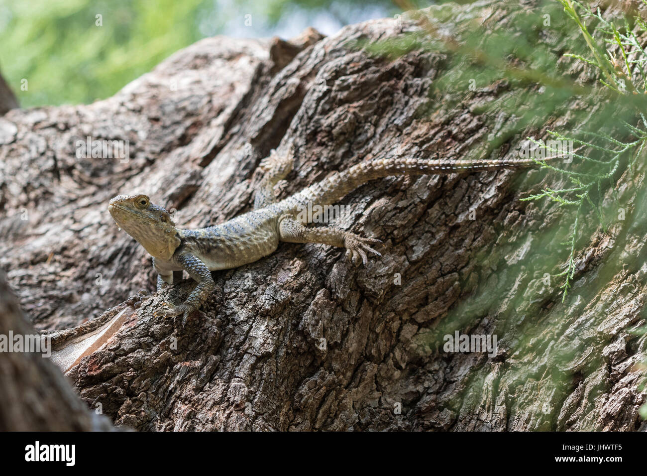 Symi Island, South Aegean, Greece - lizards can often be seen on walls ...