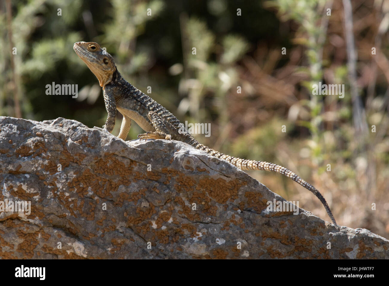 Cute lizards hi-res stock photography and images - Alamy