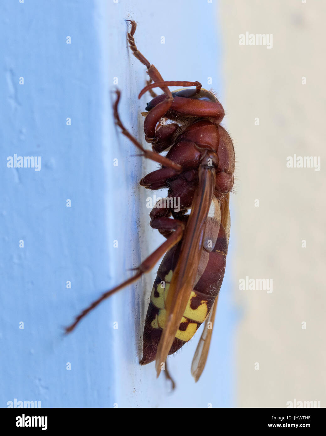 Greek Mythology Creatures High Resolution Stock Photography and Images ...