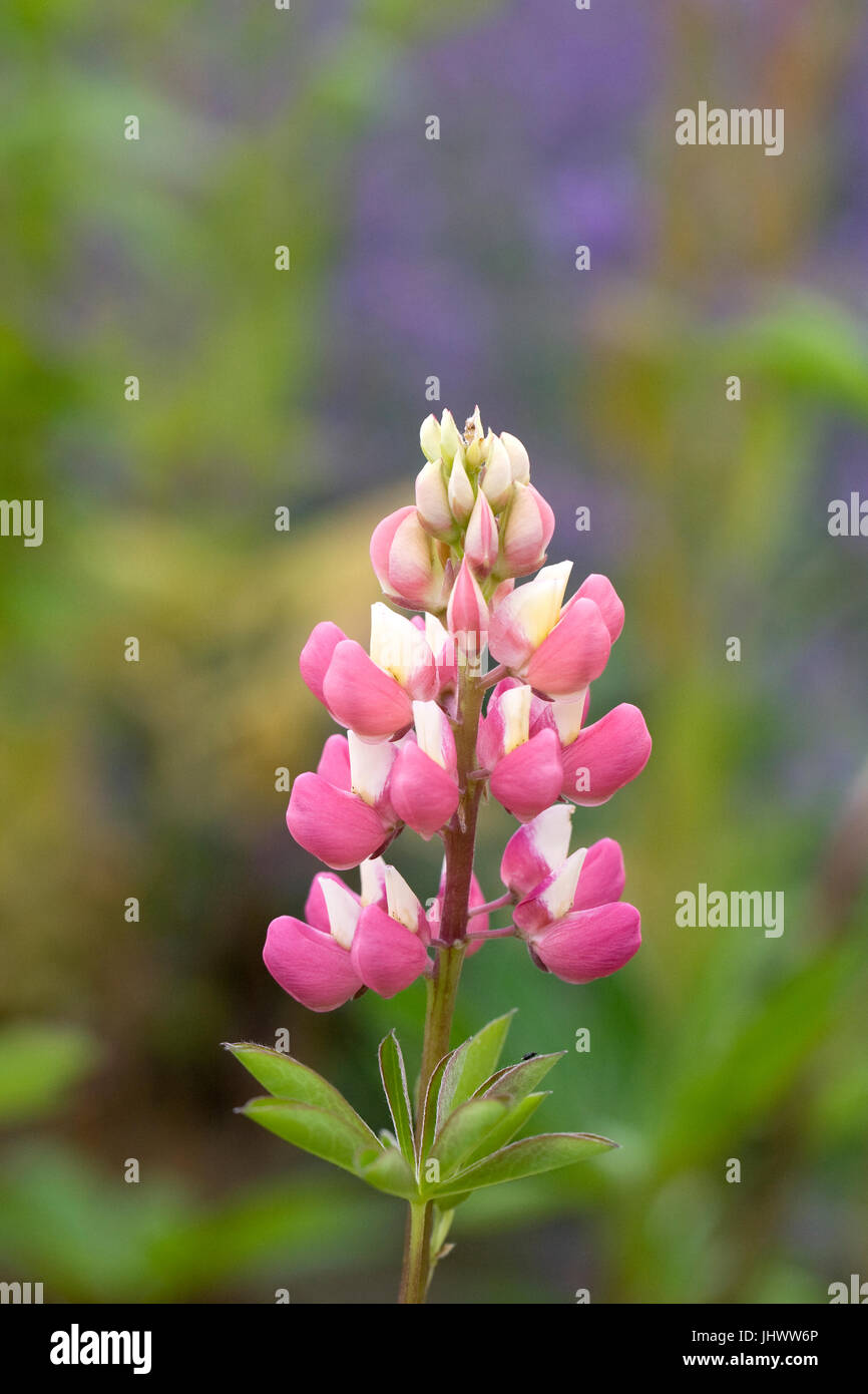 Lupins garden flower hi-res stock photography and images - Alamy