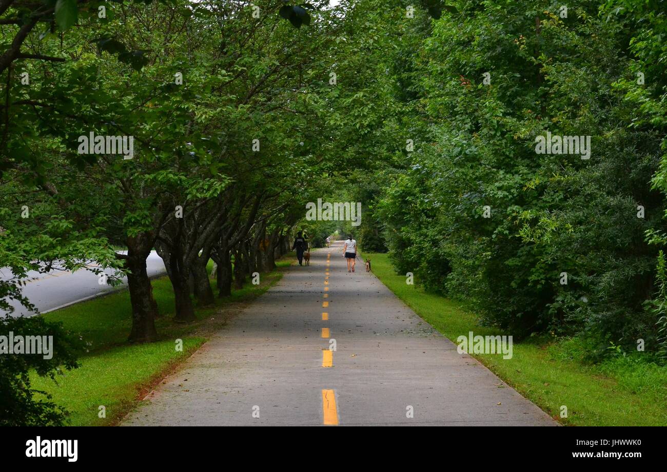 Two women walking dogs and man jogging on a peaceful tree lined ...
