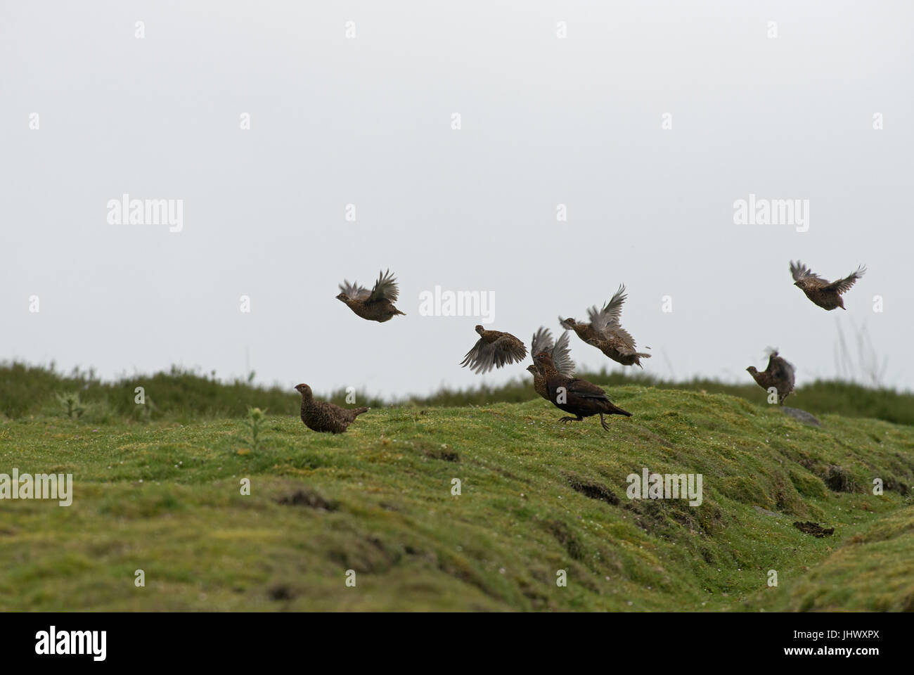 Red Grouse - Lagopus lagopus scotica takes flight. Uk Stock Photo - Alamy
