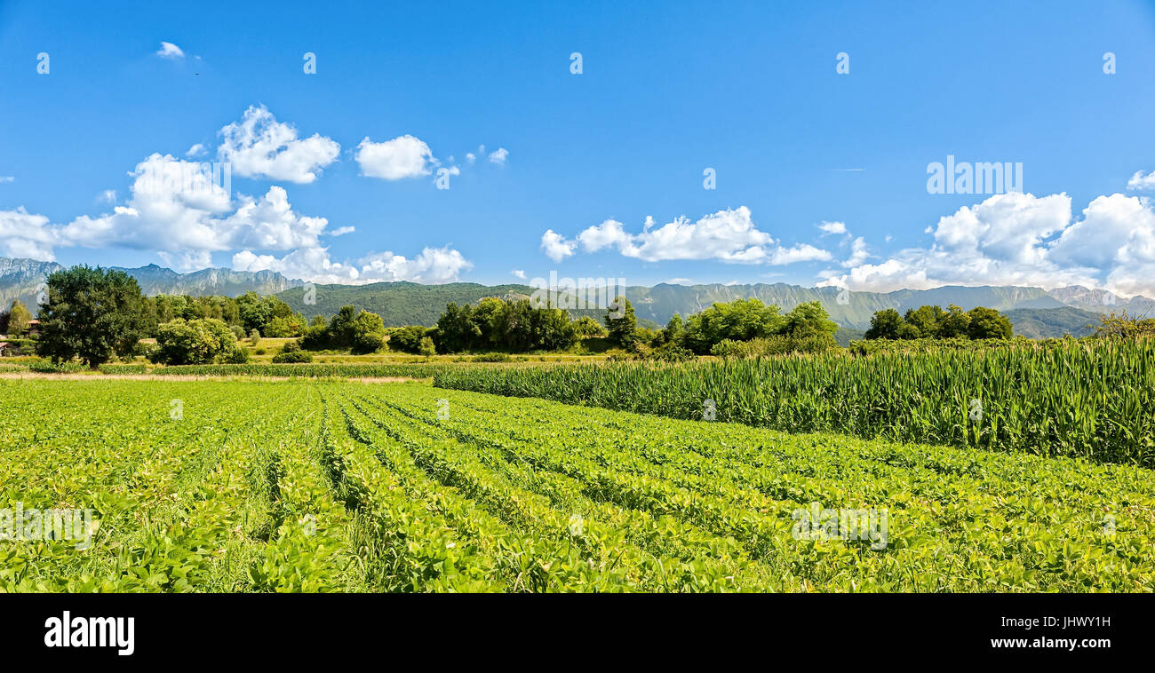 Agricultural landscape. Green field of soybean. Soybean plantation ...