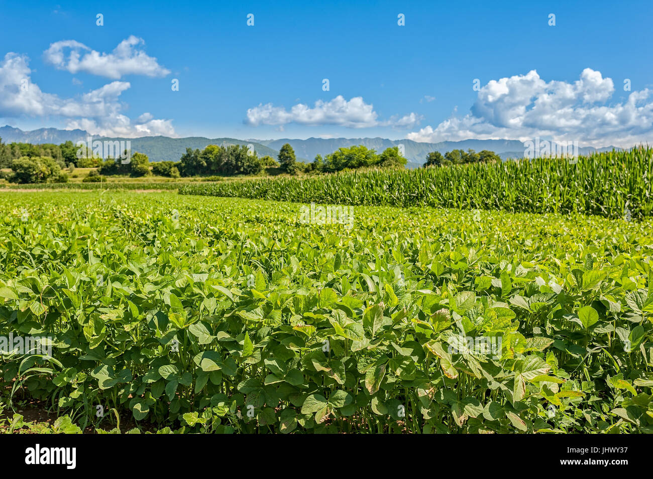 Agricultural landscape. Green field of soybean. Soybean plantation ...
