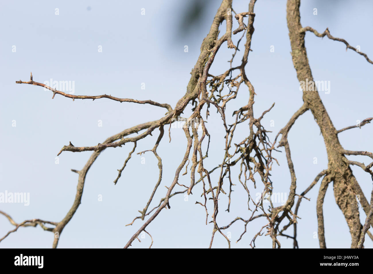 Plant roots hi-res stock photography and images - Alamy
