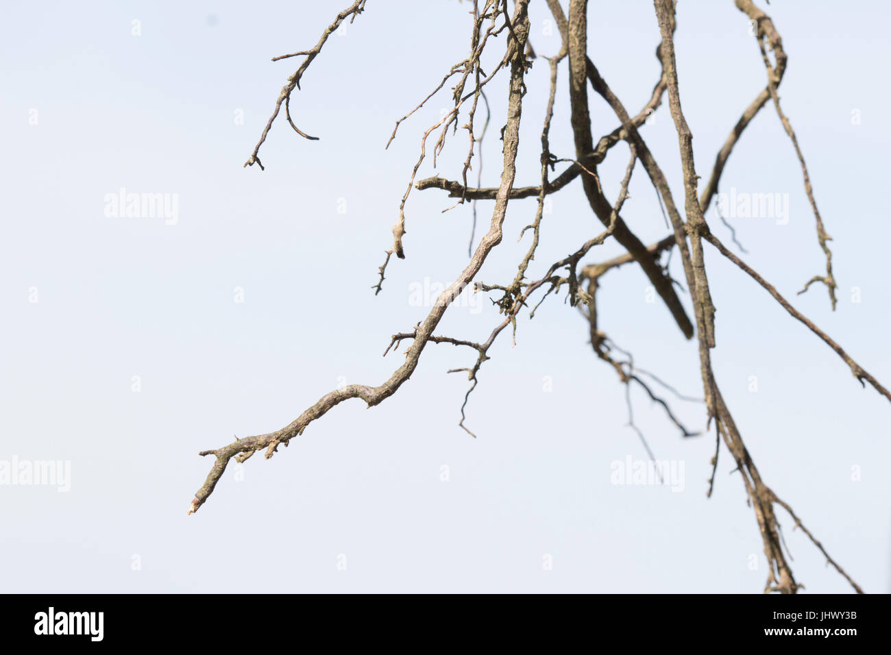 Plant Roots High Resolution Stock Photography and Images - Alamy