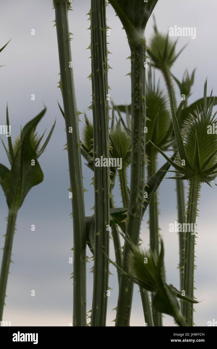 Weed with stickers Stock Photo - Alamy