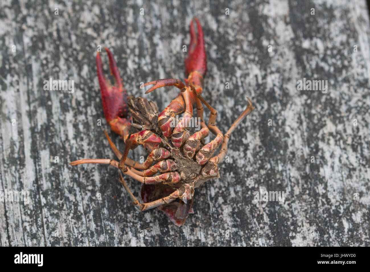 Crawdad hi-res stock photography and images - Alamy