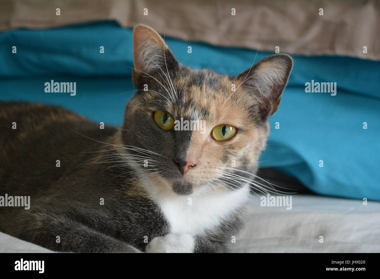 Half face hi-res stock photography and images - Alamy