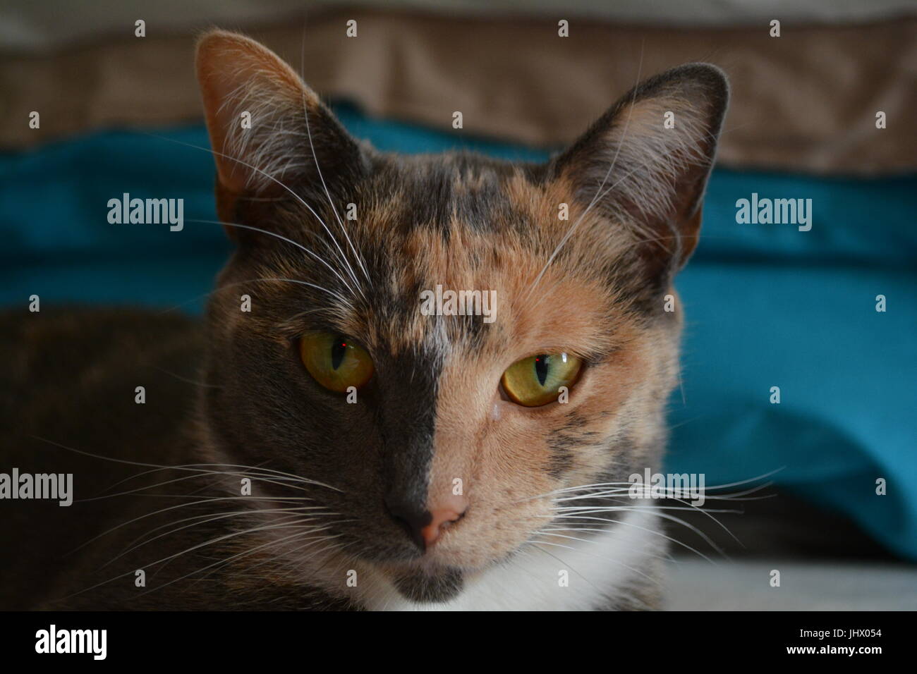 Split face cat hi-res stock photography and images - Alamy