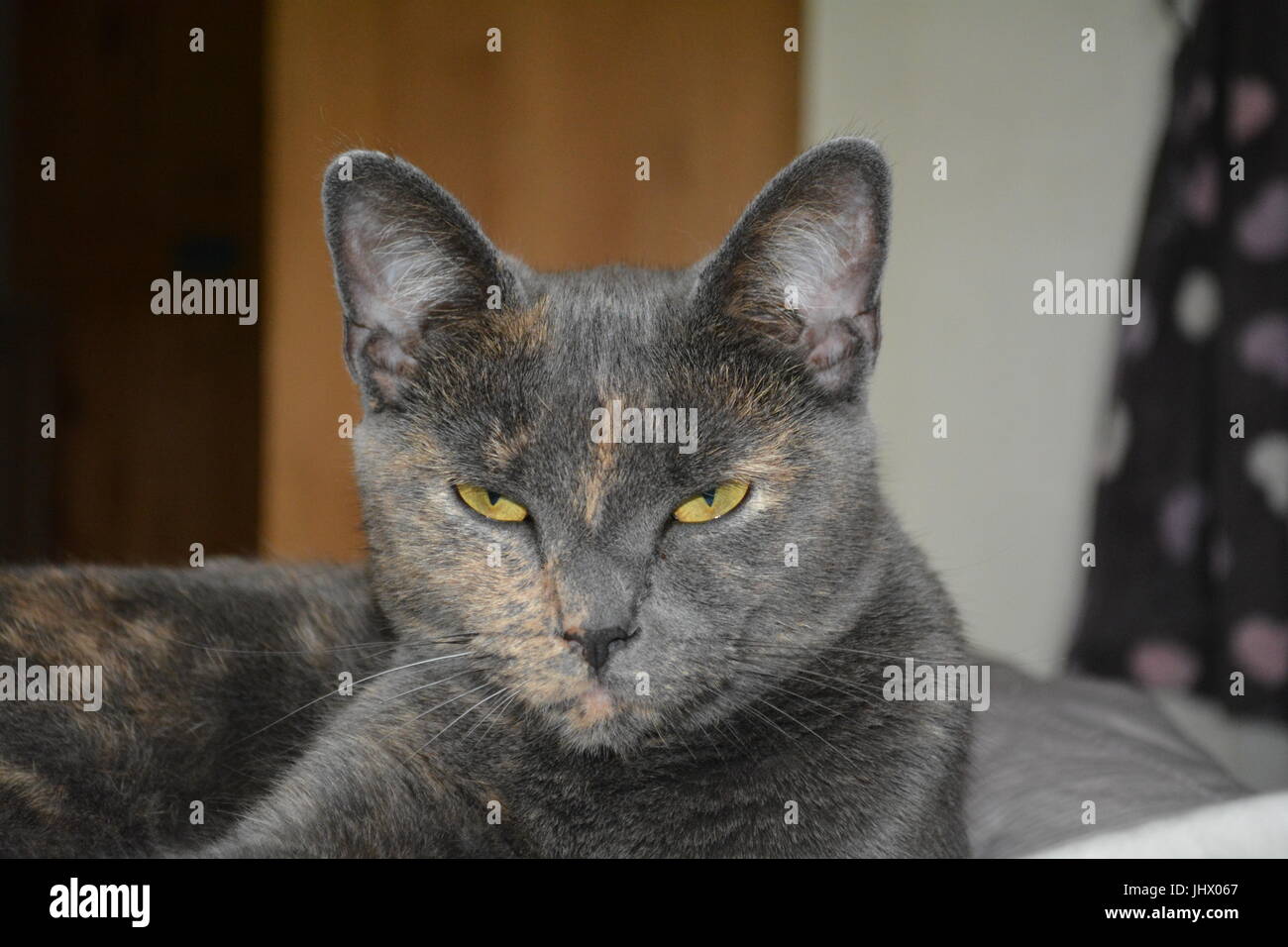 Stareing Eyes High Resolution Stock Photography and Images - Alamy