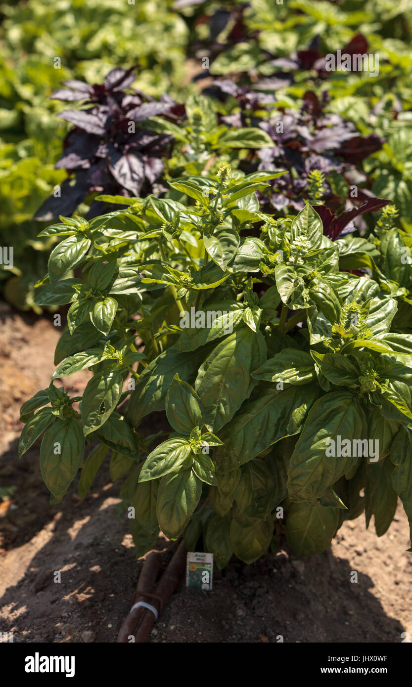 Tall basil plant hi-res stock photography and images - Alamy