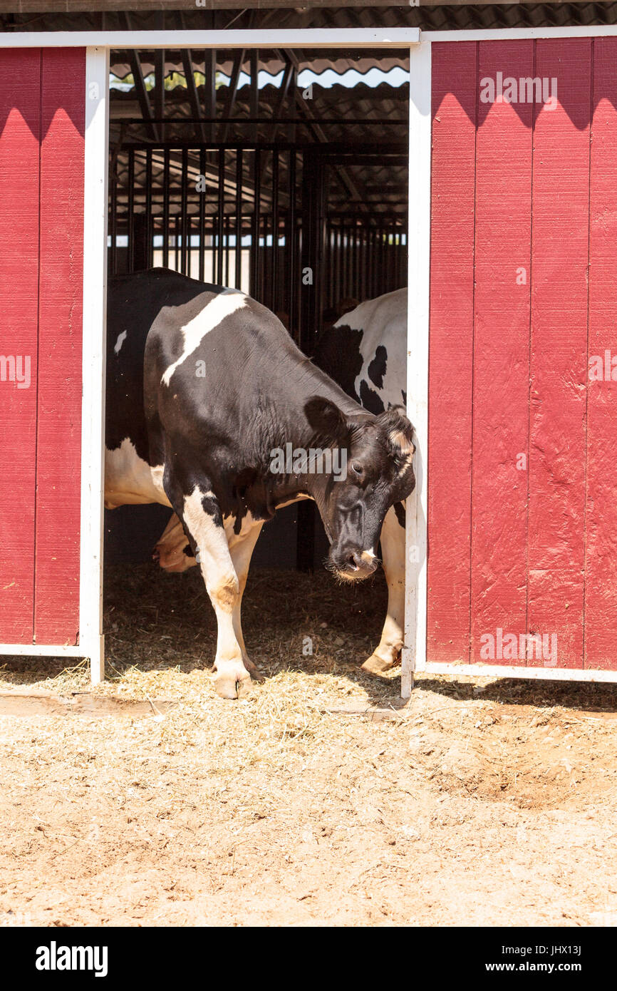 Brown cow outside a barn on a farm in summer Stock Photo - Alamy