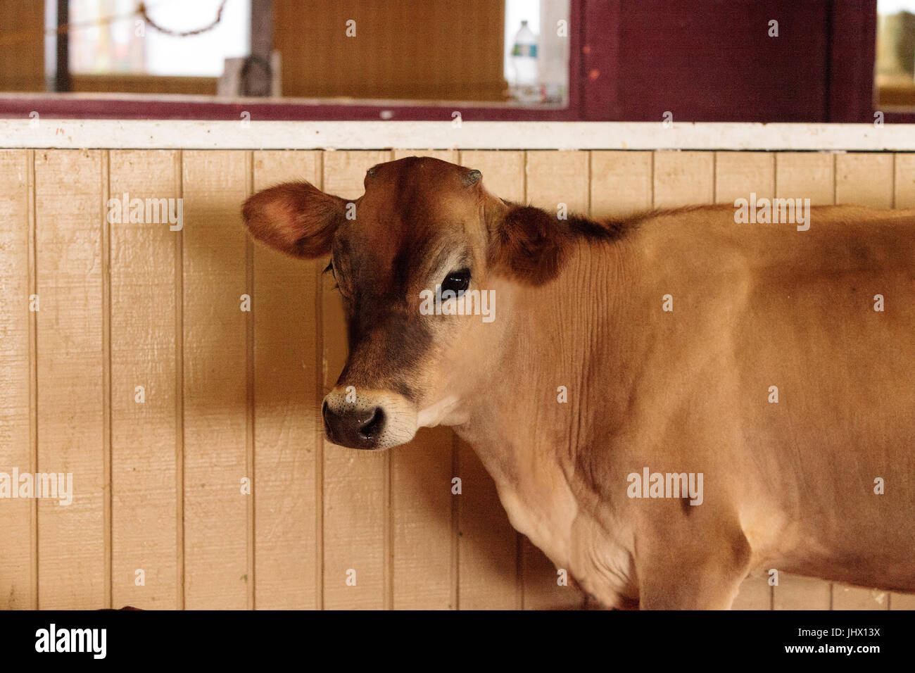 Brown cow outside a barn on a farm in summer Stock Photo - Alamy