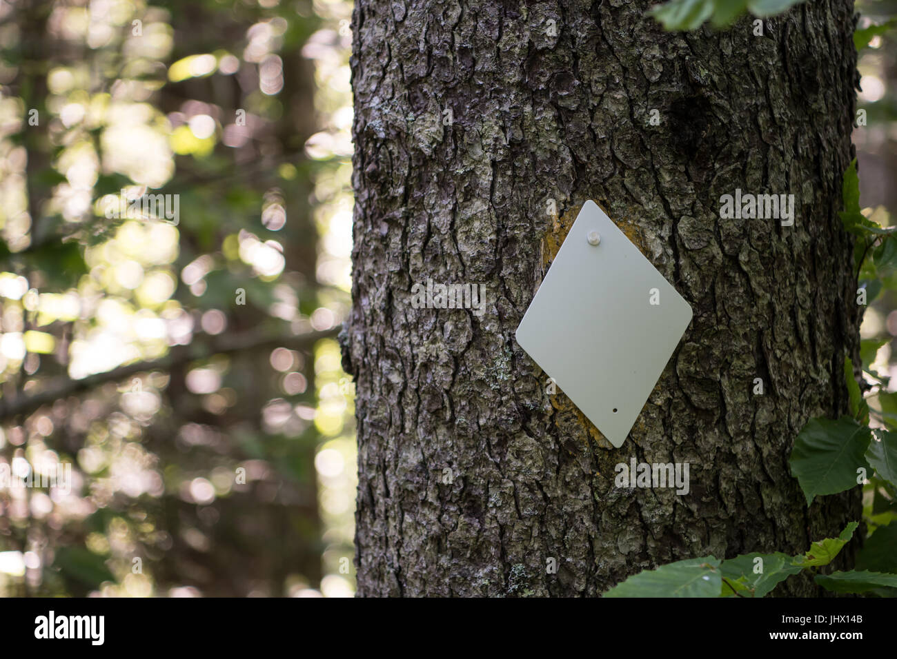 Diamond Trail Blaze on Tree marks the direction for hikers Stock Photo ...