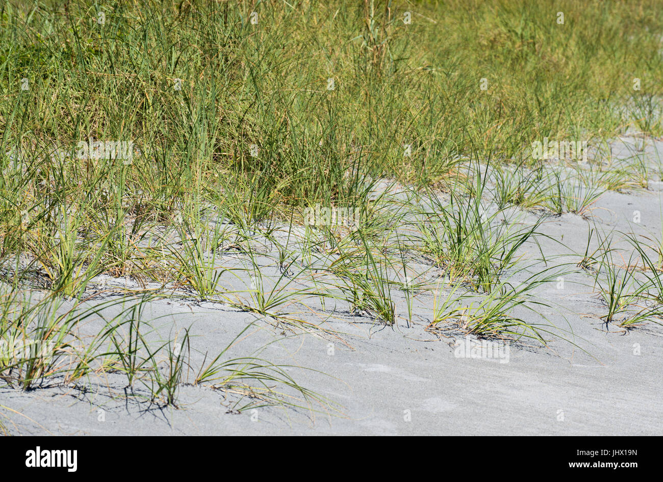 Cordgrass High Resolution Stock Photography and Images - Alamy