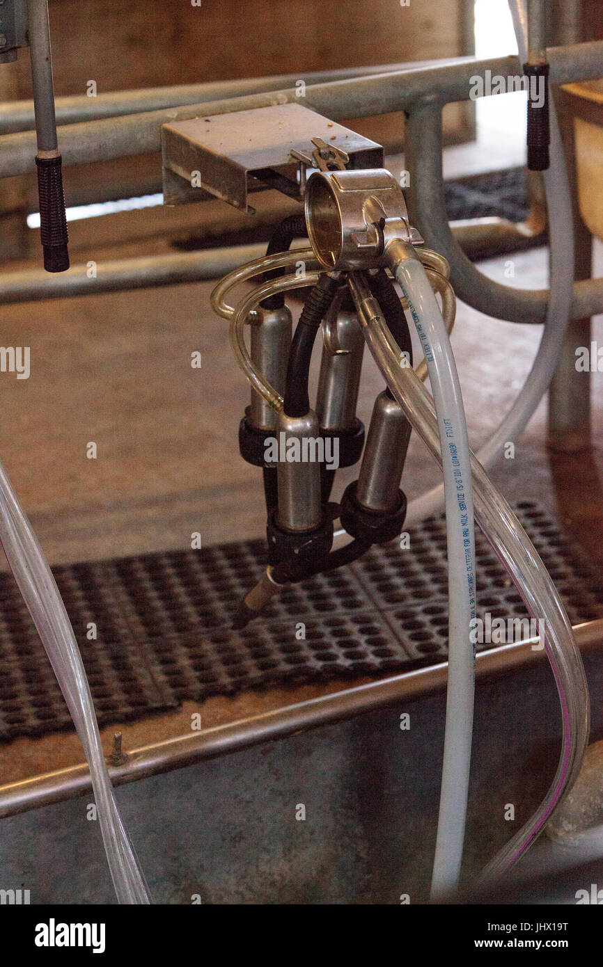 Electronic cow milking machine at a farm in a dairy barn in summer ...