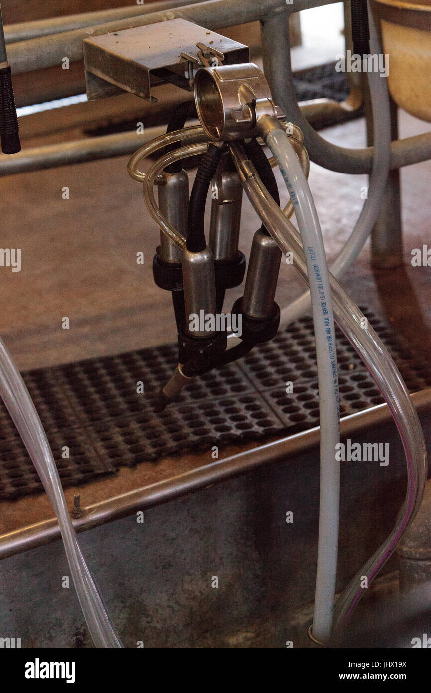 Electronic cow milking machine at a farm in a dairy barn in summer ...