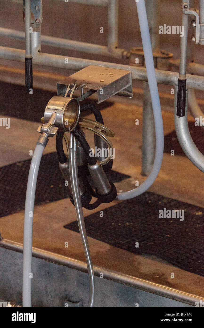 Dairy farm milker machine hi-res stock photography and images - Alamy