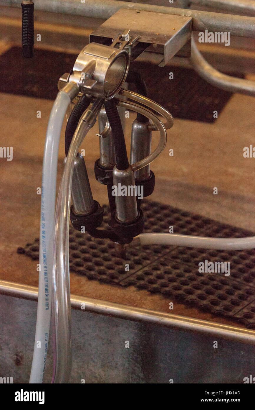 Electronic cow milking machine at a farm in a dairy barn in summer ...